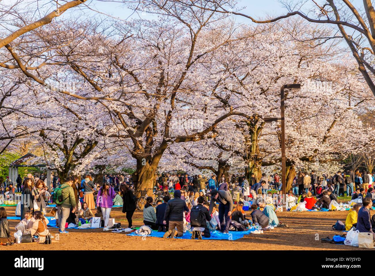 Japanese picnic under cherry blossoms in Yoyogi Park at Hanami Fest, Shibuya District, Shibuya ...