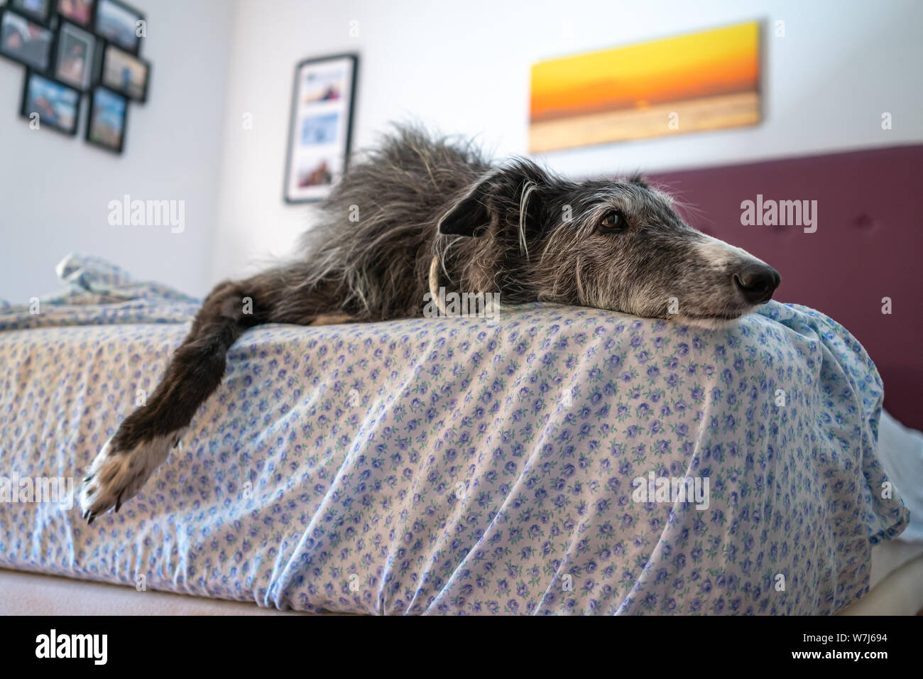 A black greyhound resting lying in bed in a room Stock Photo - Alamy