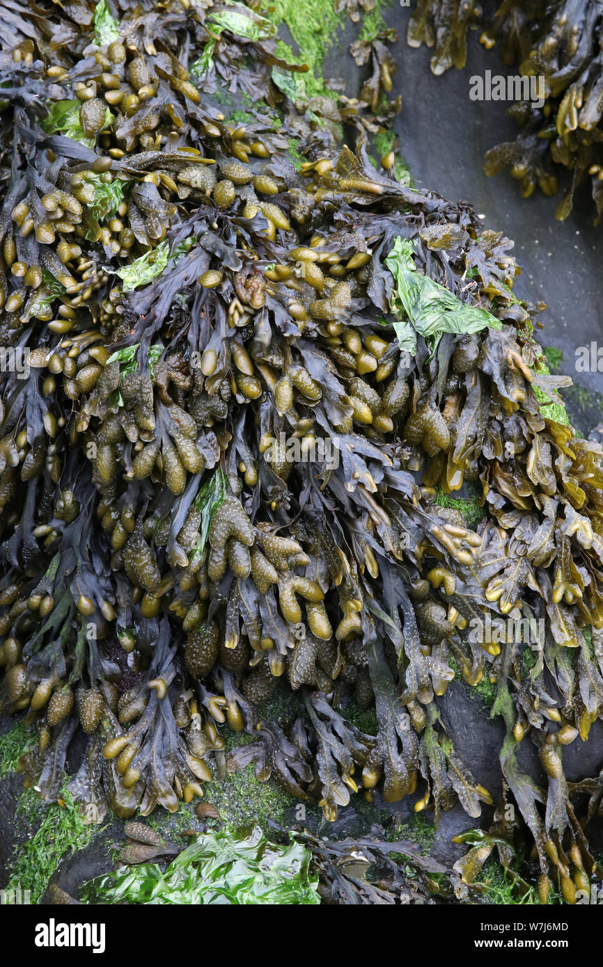 fresh wet seaweed on the rocks Stock Photo - Alamy