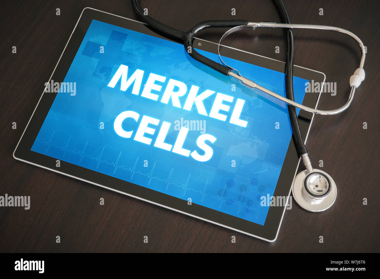 Merkel cells (cutaneous disease related) diagnosis medical concept on ...