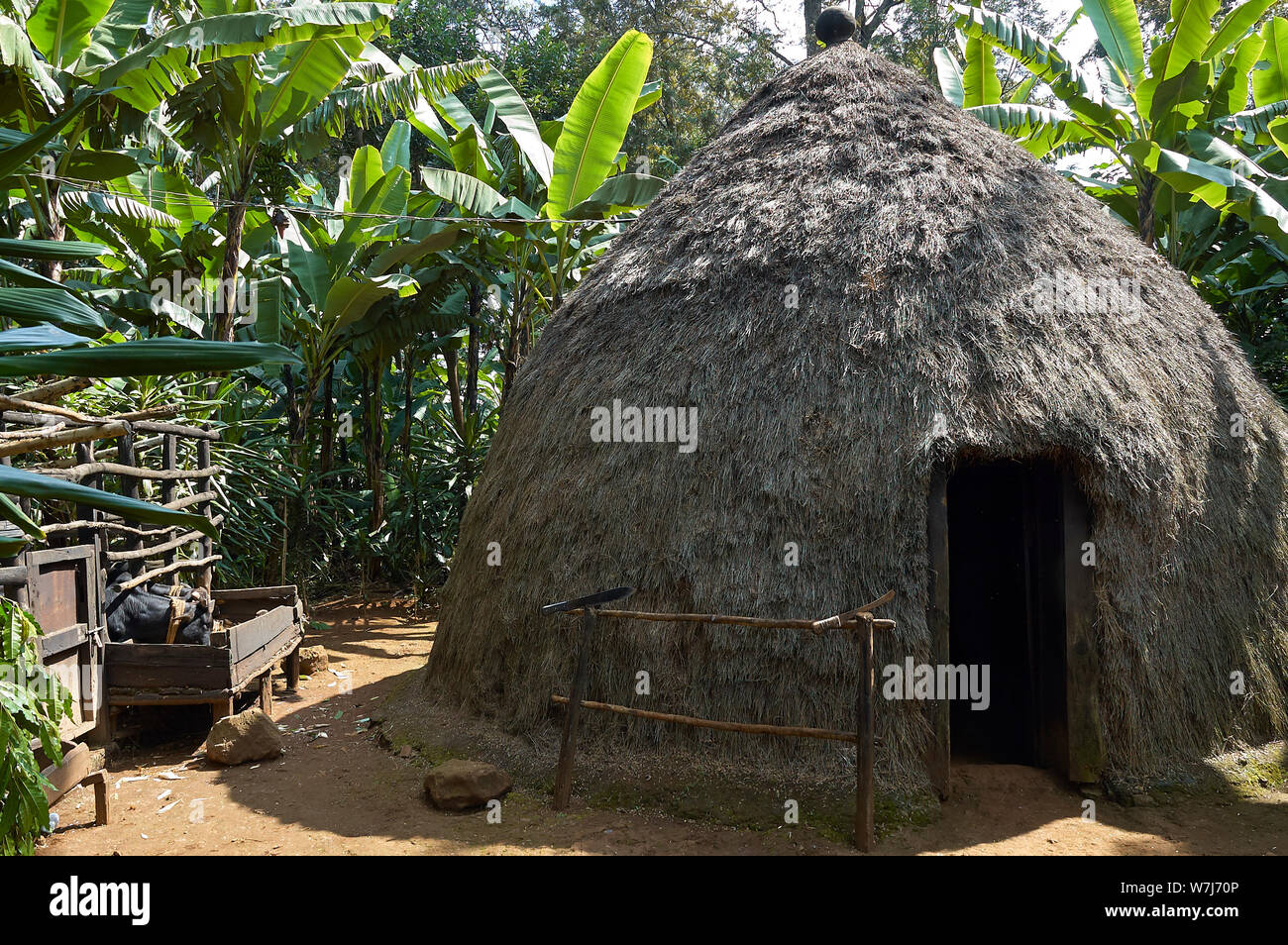 An African Chagga tribe home within coffee and banana plantations Stock ...