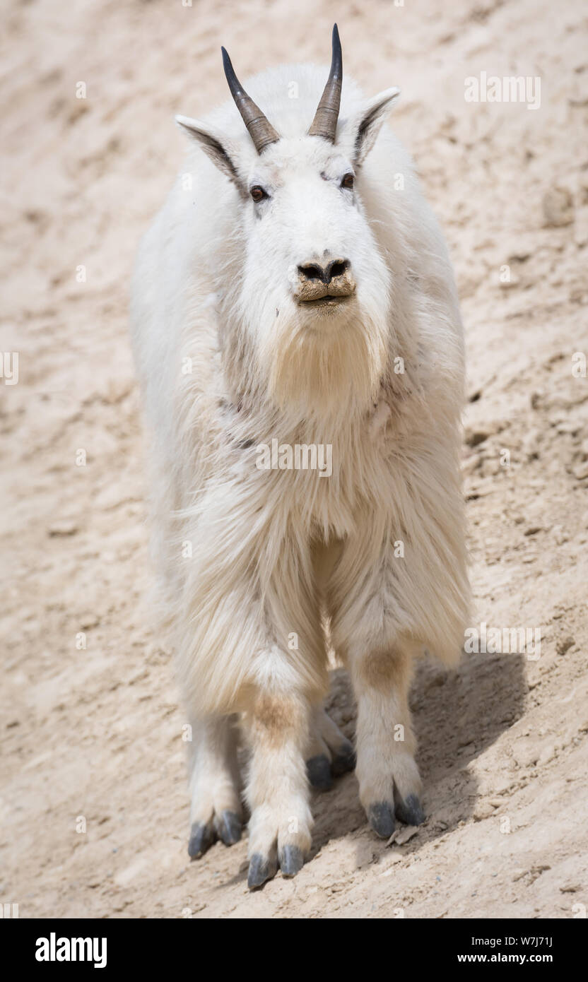 Mountain goat in the wild Stock Photo - Alamy