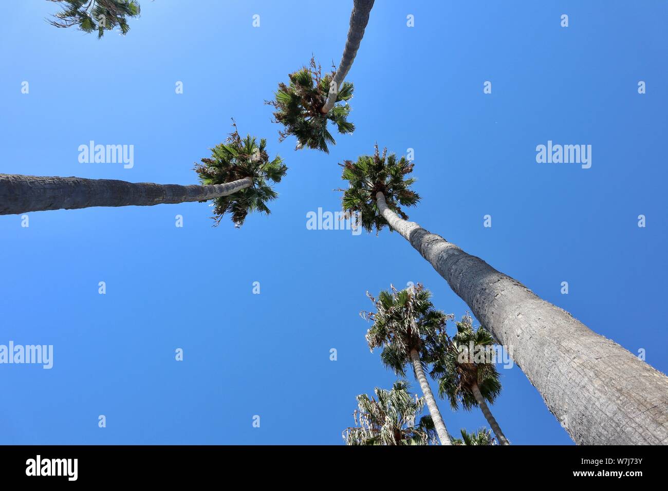 Very tall skinny palm trees hi-res stock photography and images - Alamy