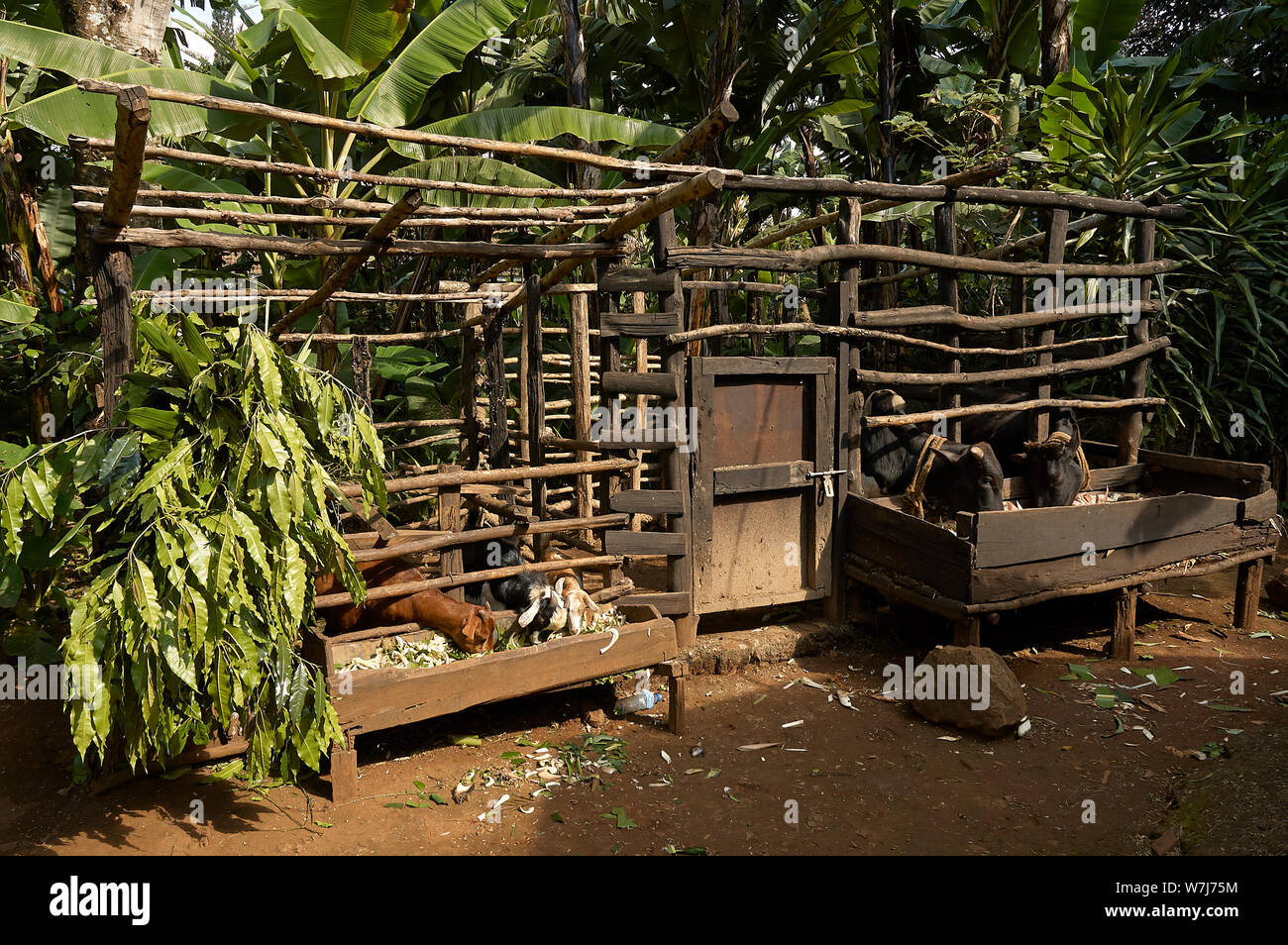 An African Chagga tribe home within coffee and banana plantations Stock ...