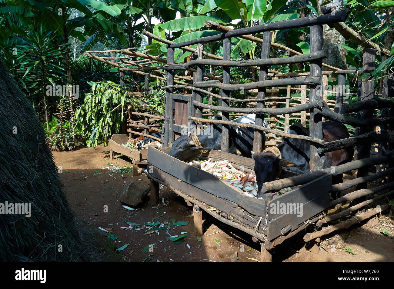 Chagga tribe hi-res stock photography and images - Alamy