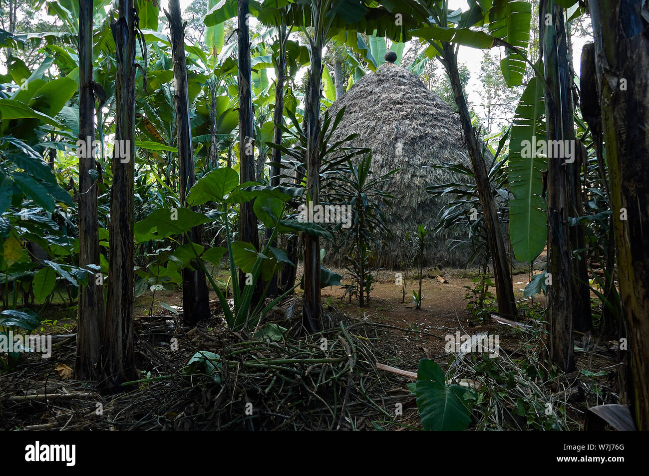 An African Chagga tribe home within coffee and banana plantations Stock ...