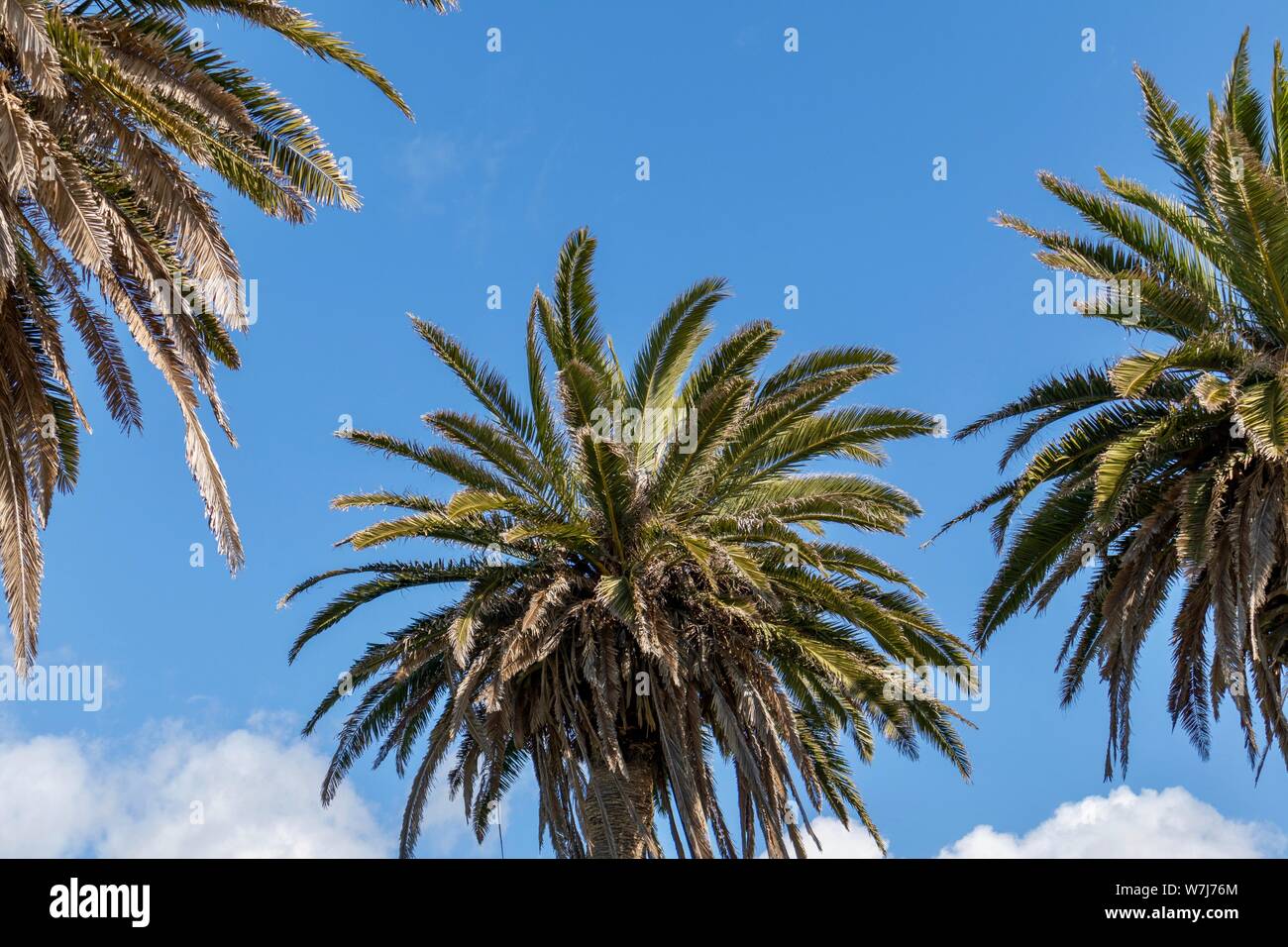 Three Palm Trees Stock Photos & Three Palm Trees Stock Images - Alamy
