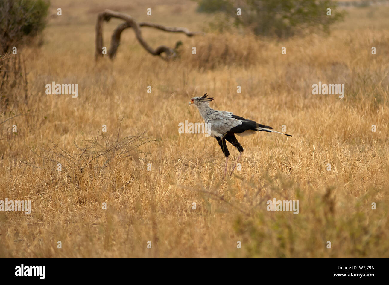 A Secretary Bird stalking in search for food Stock Photo - Alamy