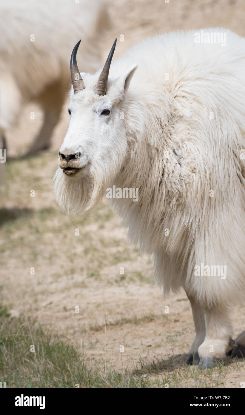 Mountain goat in the wild Stock Photo - Alamy