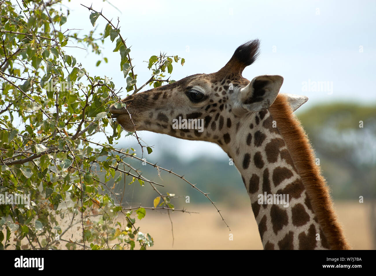 A young giraffe hi-res stock photography and images - Alamy