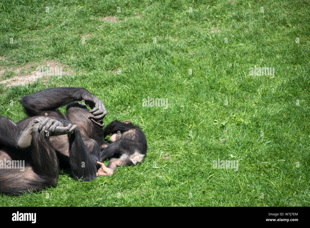 Adult chimpanzee playing with his baby in the grass Stock Photo - Alamy