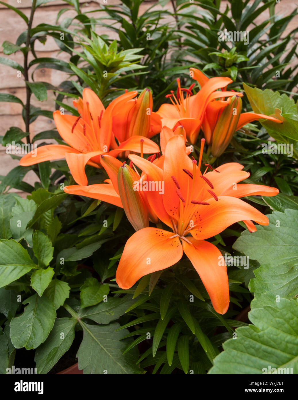 Orange asiatic hybrid lilies with buds in border set against a ...