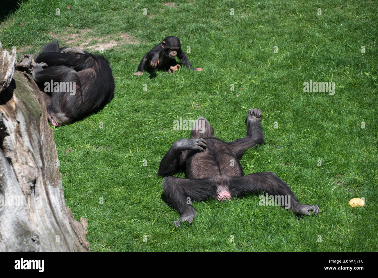 Chimp Laying Down