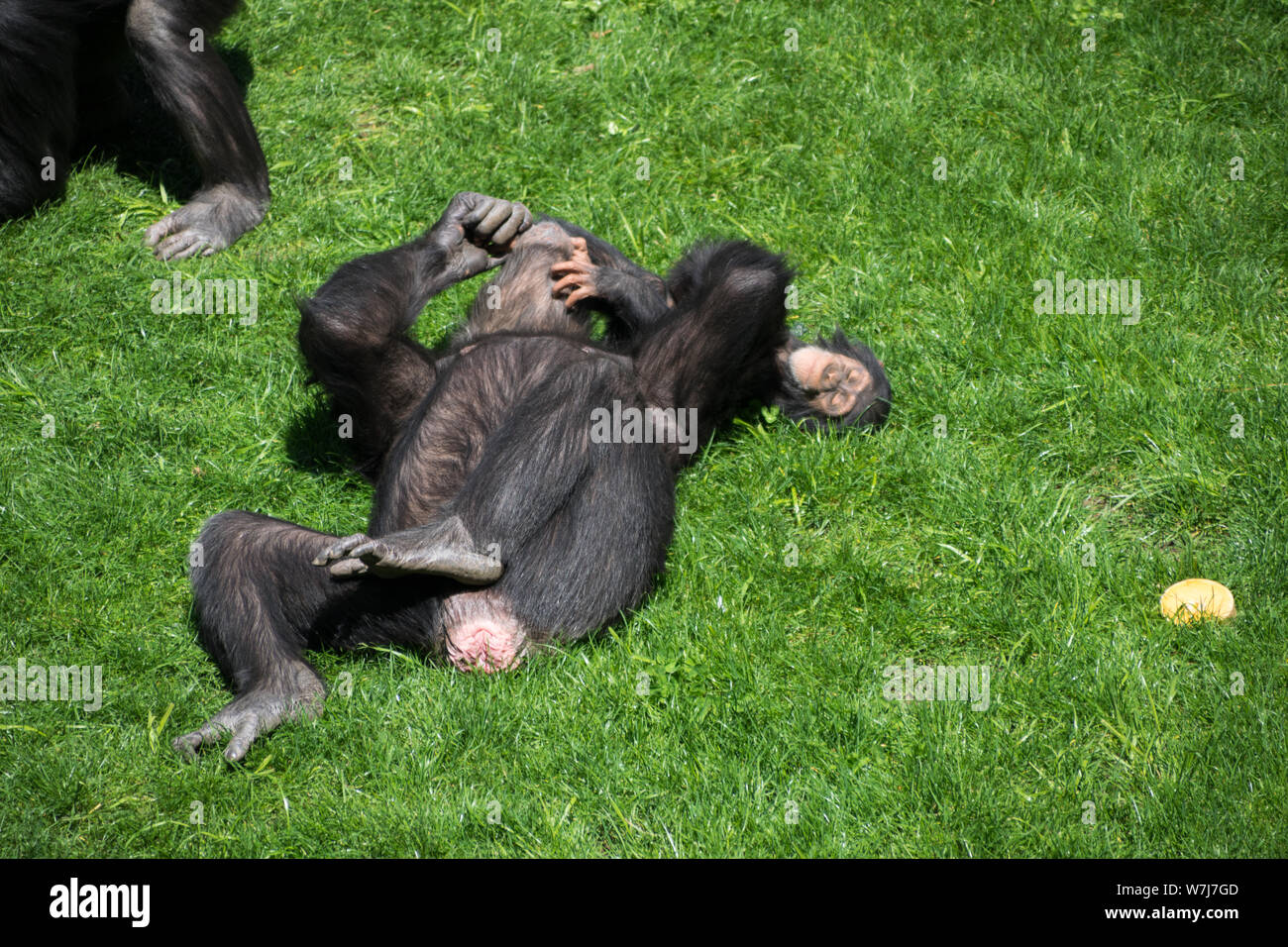 Mother and chimpanzee son playing in the grass Stock Photo - Alamy