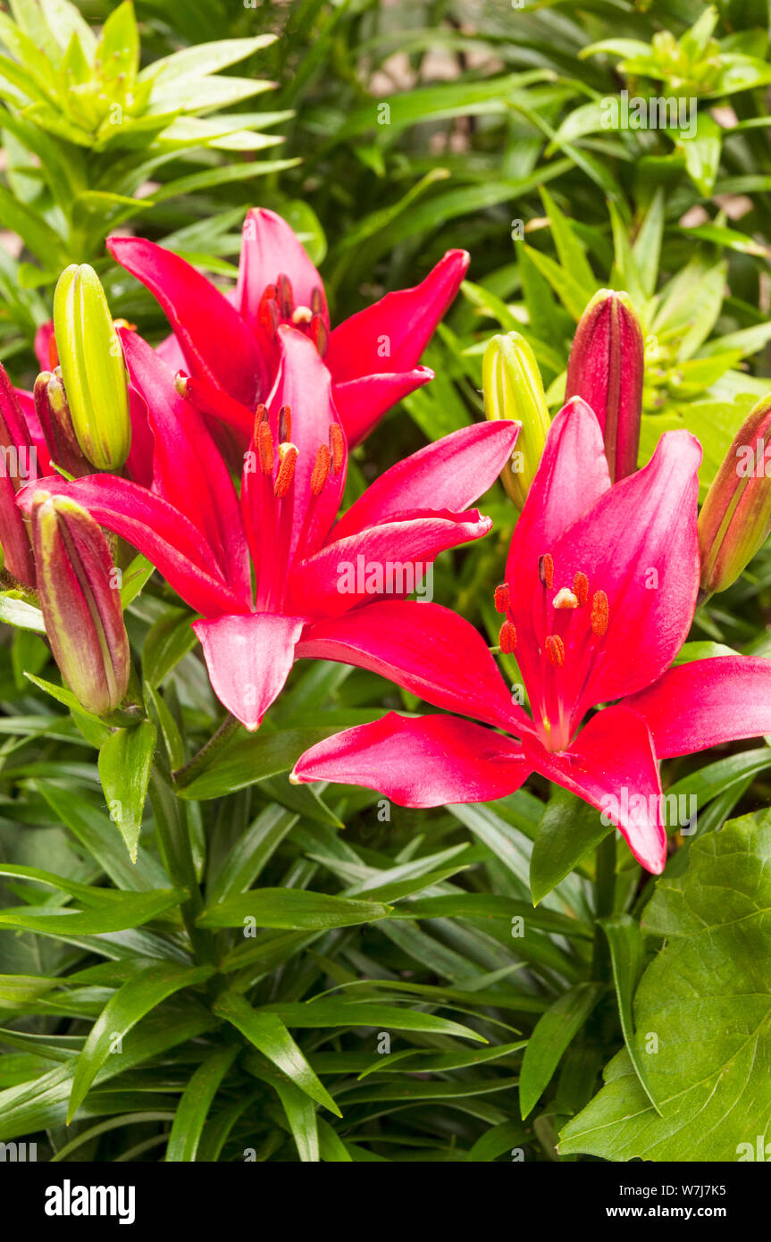 Asiatic hybrid hi-res stock photography and images - Alamy