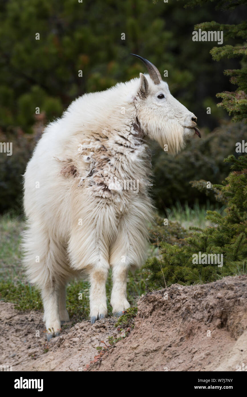 Mountain goat in the wild Stock Photo - Alamy