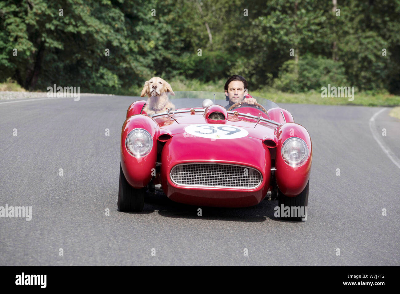 THE ART OF RACING IN THE RAIN, from left: Enzo (voice: Kevin Costner ...