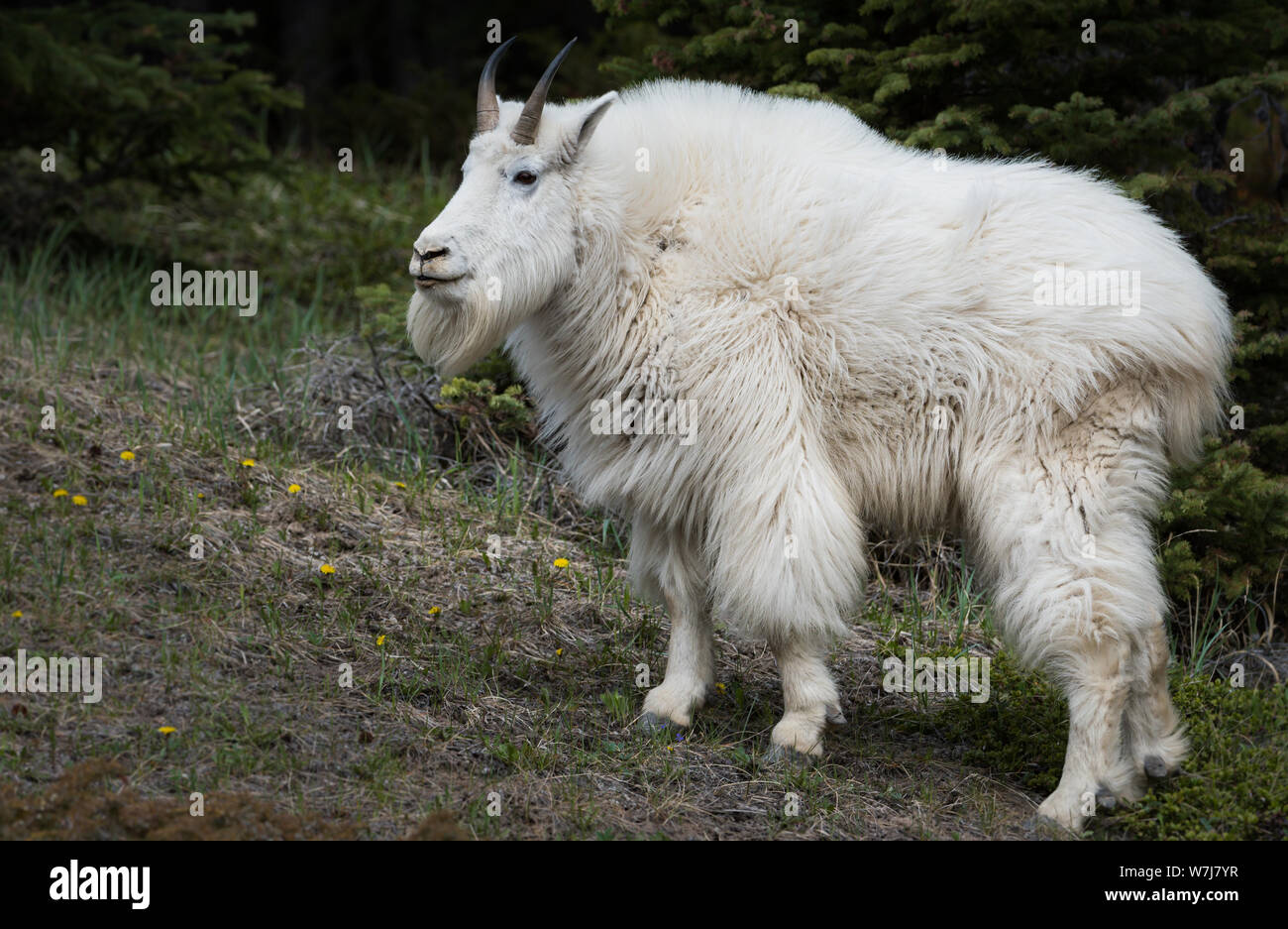 Mountain goat in the wild Stock Photo - Alamy