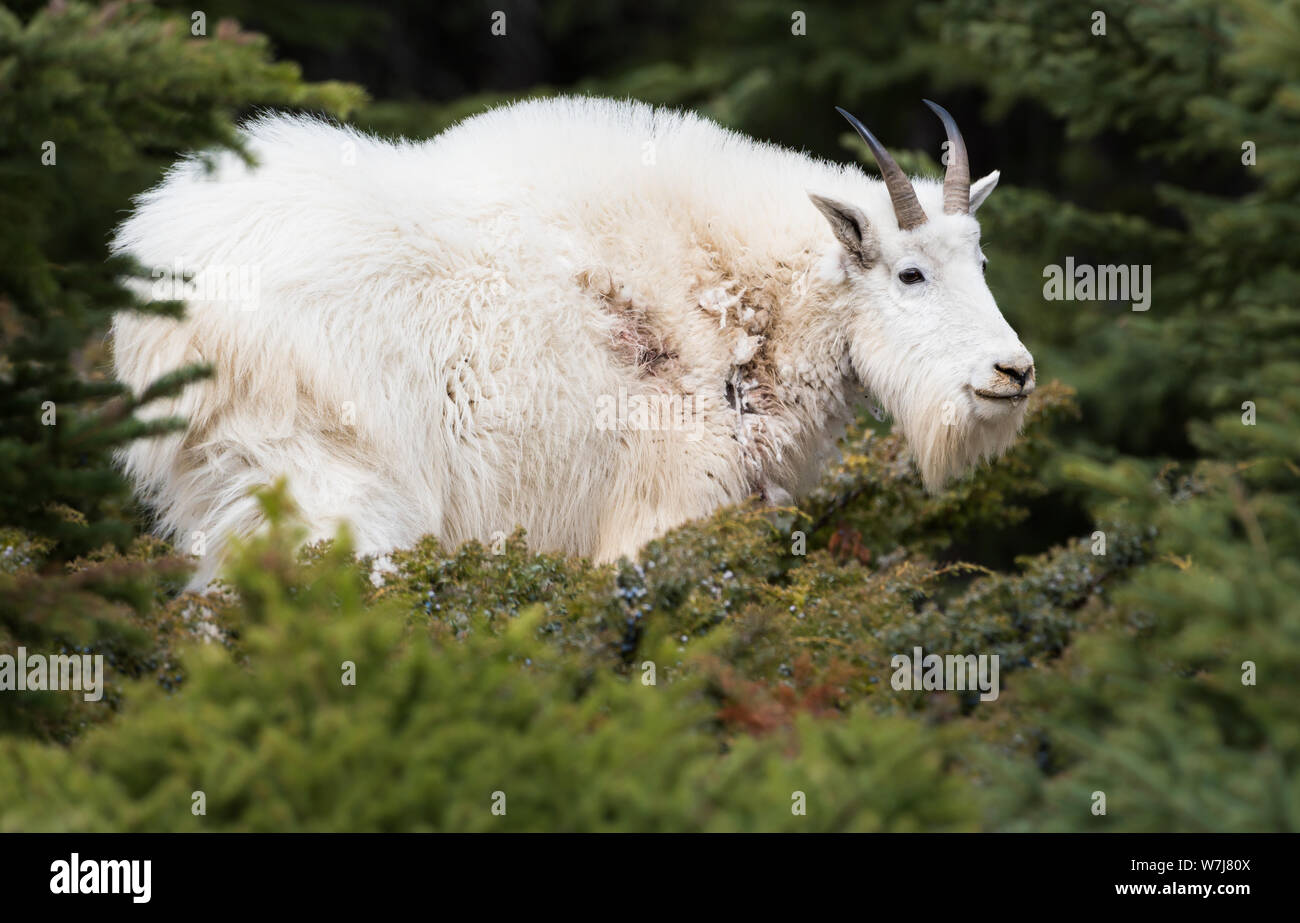 Mountain goat in the wild Stock Photo - Alamy