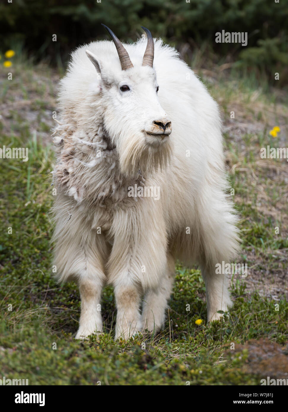 Mountain goat in the wild Stock Photo - Alamy