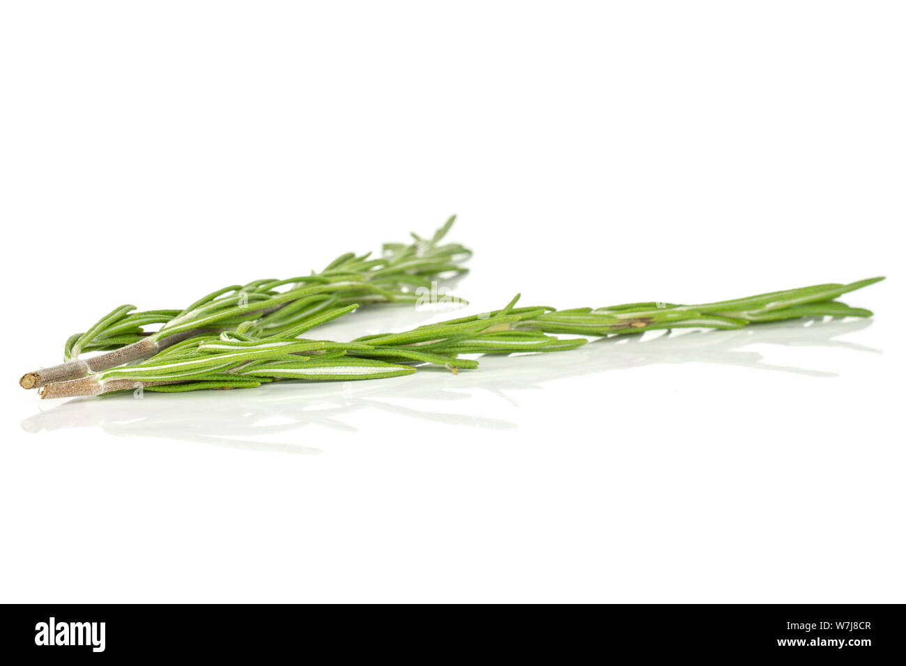 Group of two whole thin fresh evergreen sprig of rosemary isolated on ...