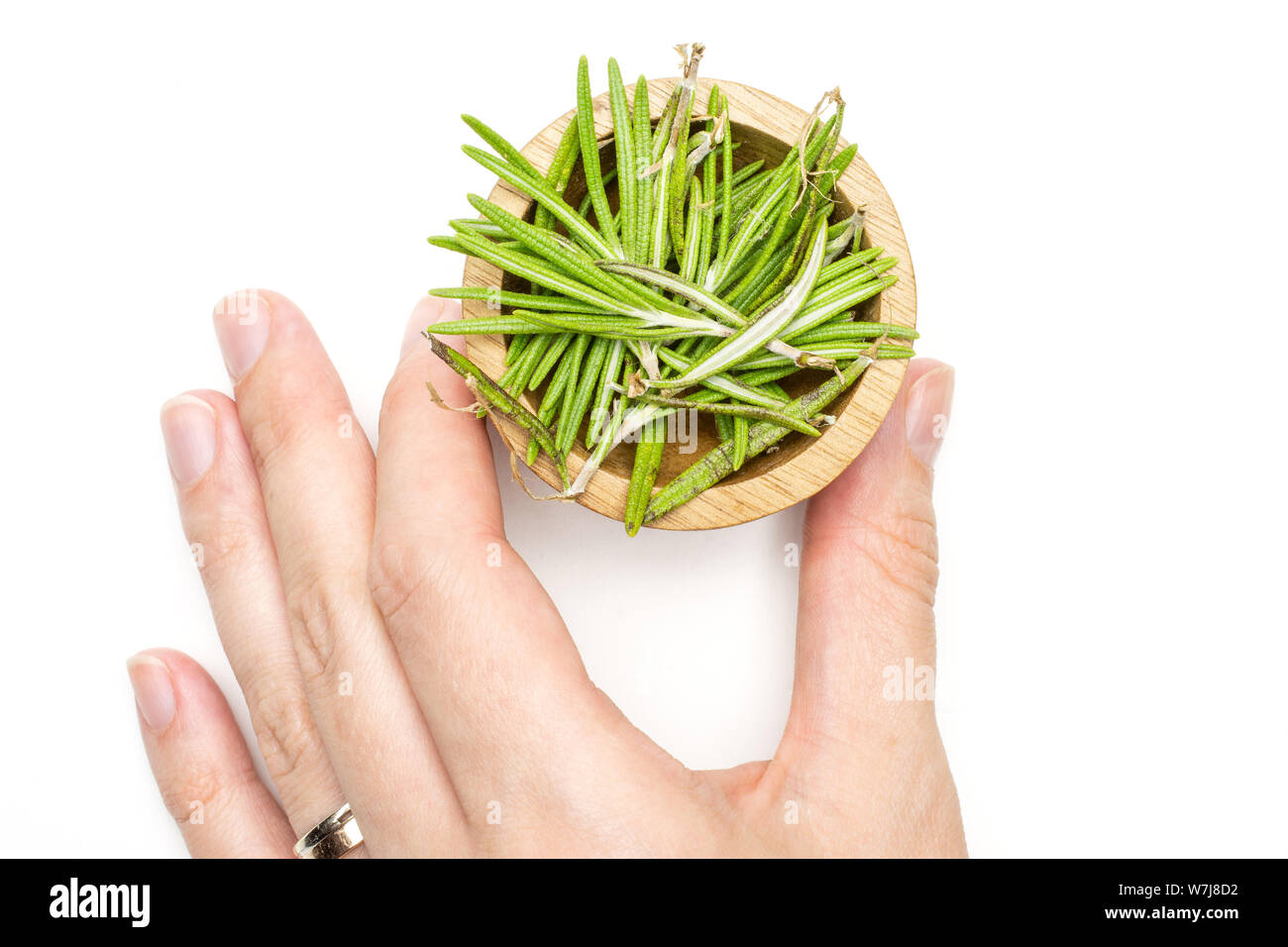 Lot of pieces of fresh evergreen sprig of rosemary with woman hand ...