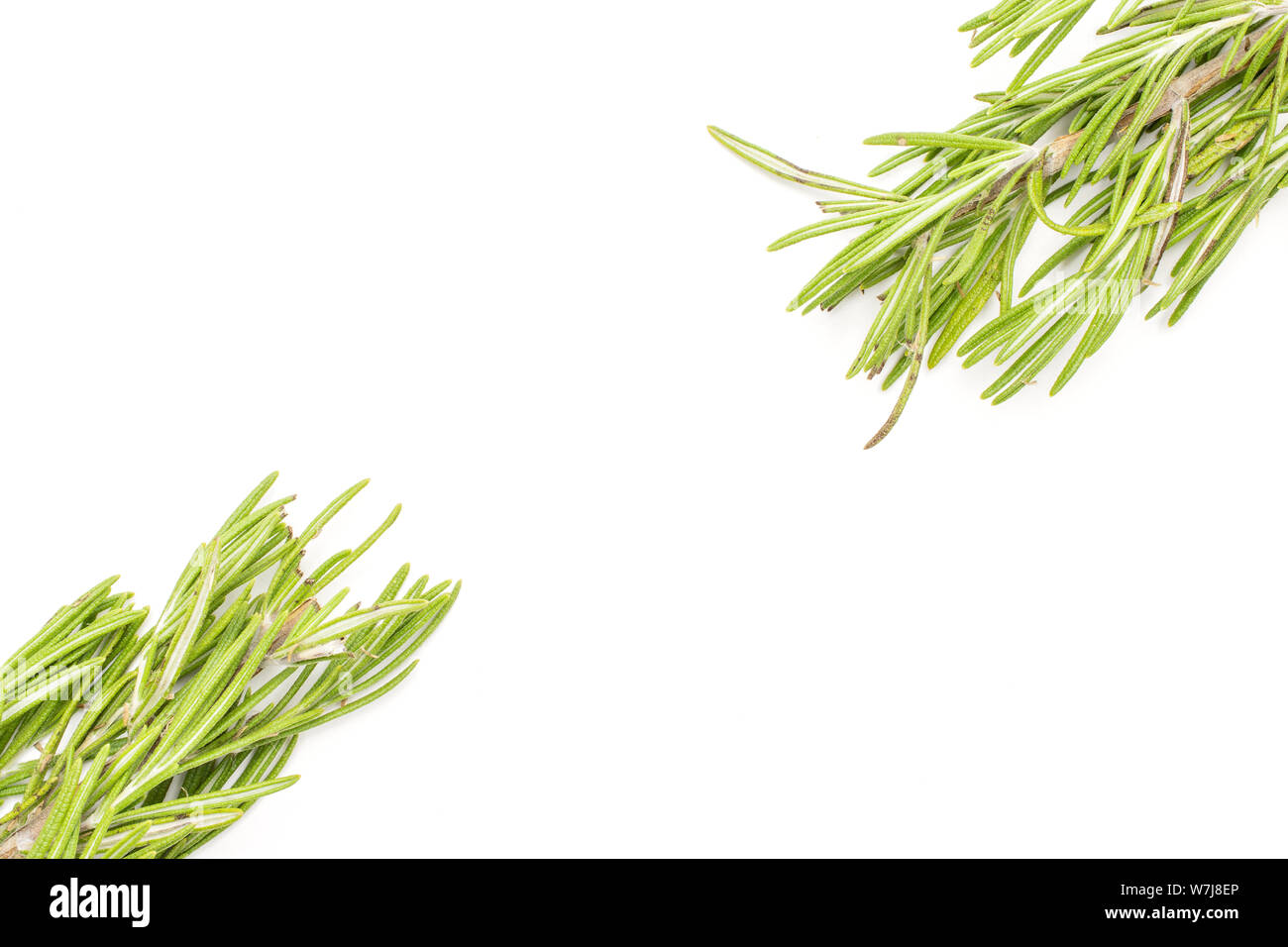 Group of two whole leathery fresh evergreen sprig of rosemary flatlay ...
