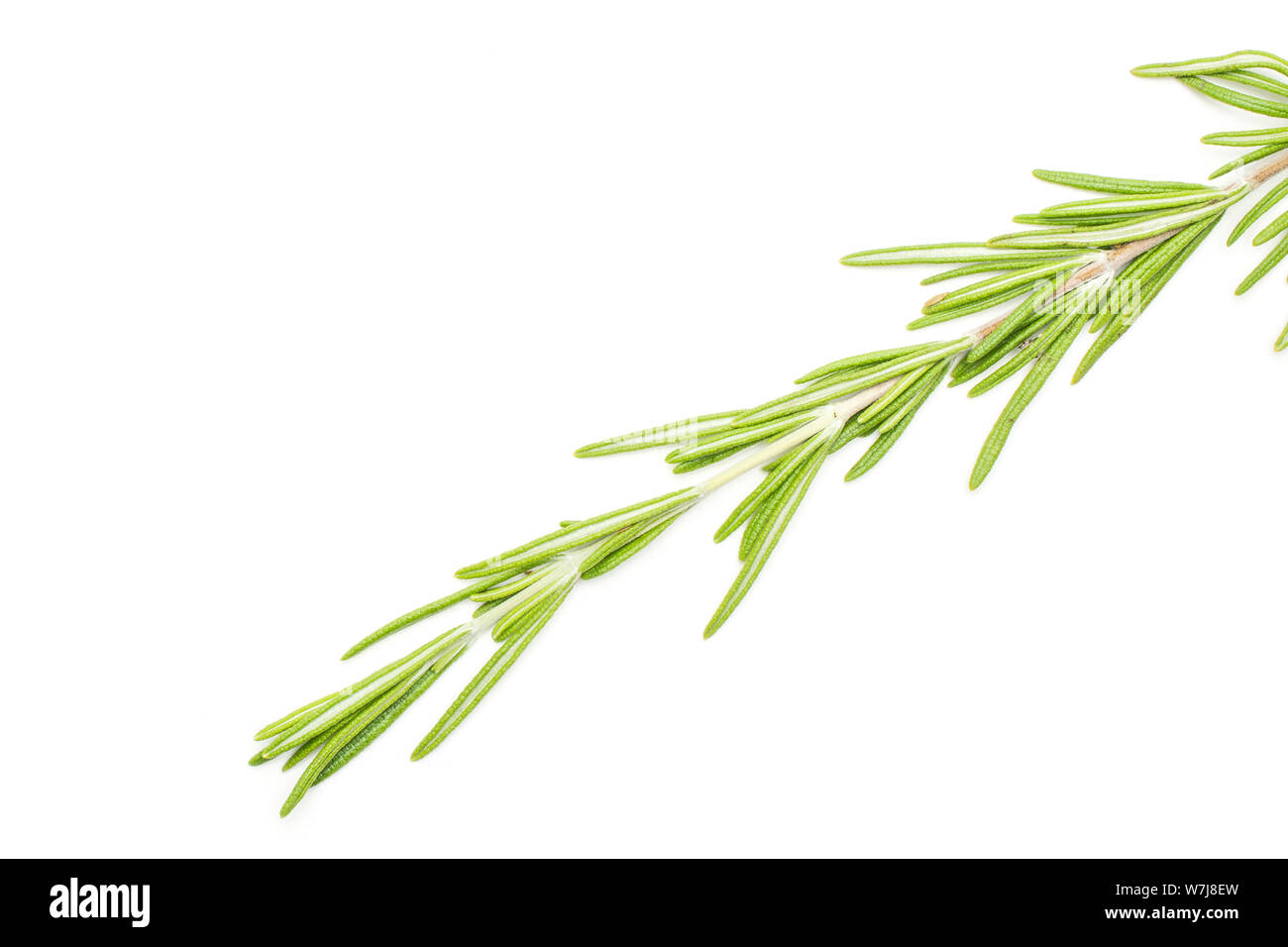 One whole thin fresh evergreen sprig of rosemary flatlay isolated on ...