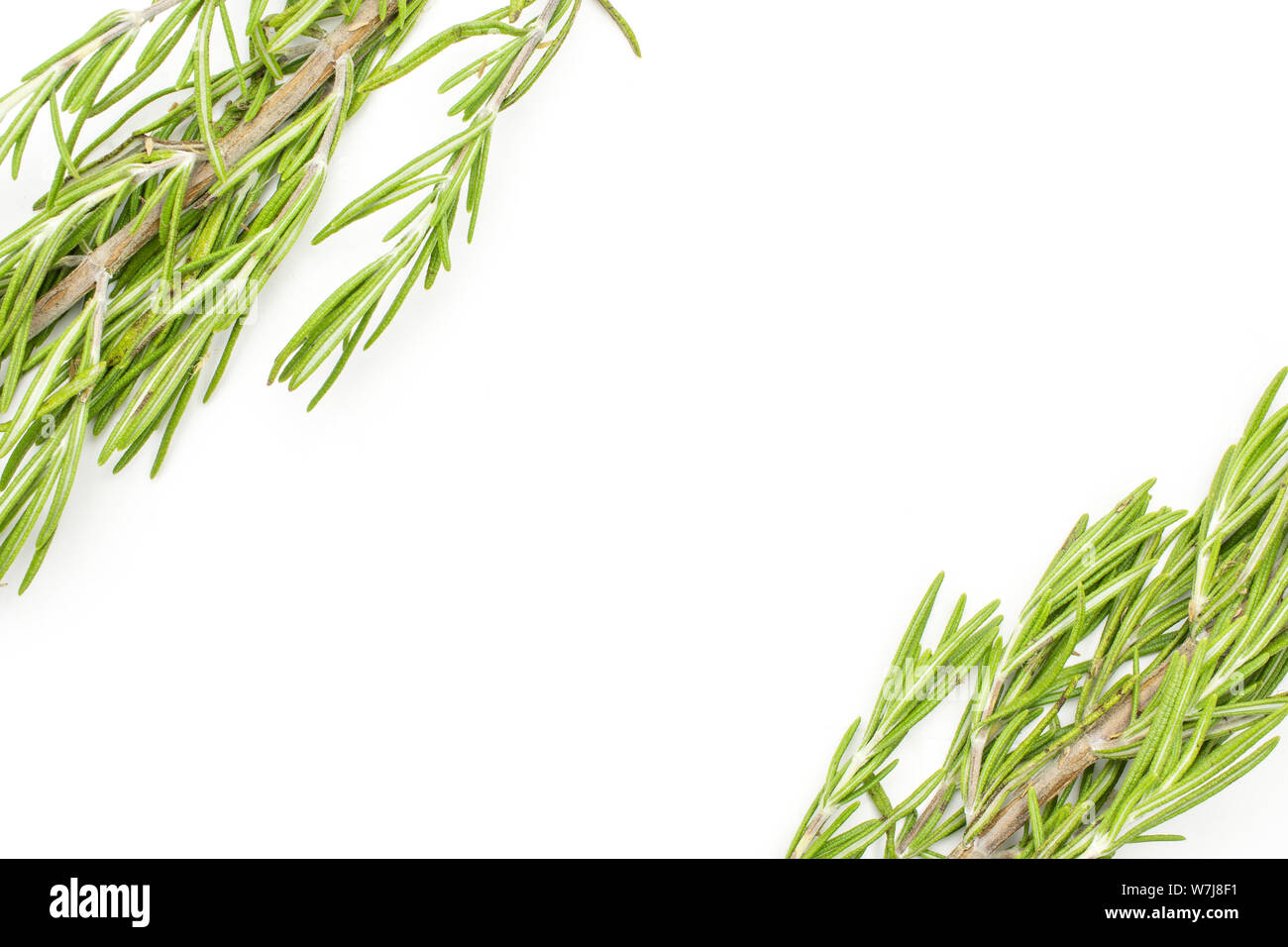 Group of two whole fresh evergreen sprig of rosemary needle leaves ...