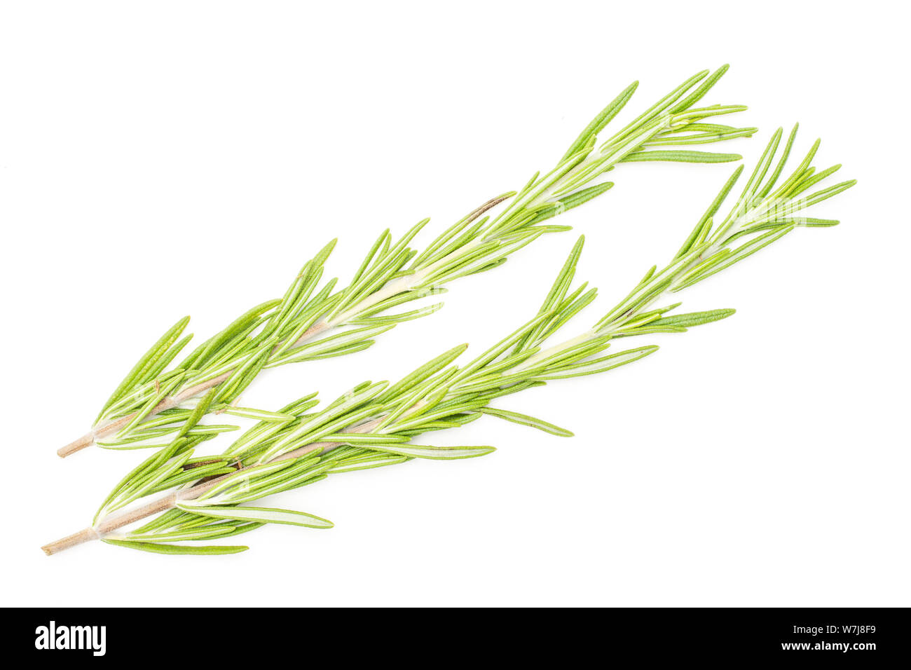 Group of two whole aromatic fresh evergreen sprig of rosemary flatlay ...