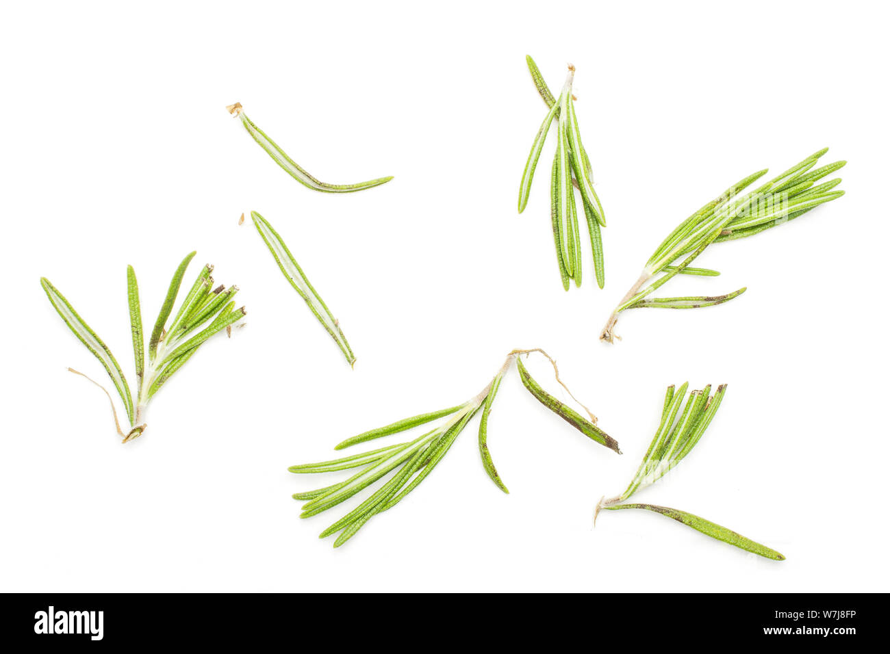 Lot of pieces of aromatic fresh evergreen sprig of rosemary flatlay ...
