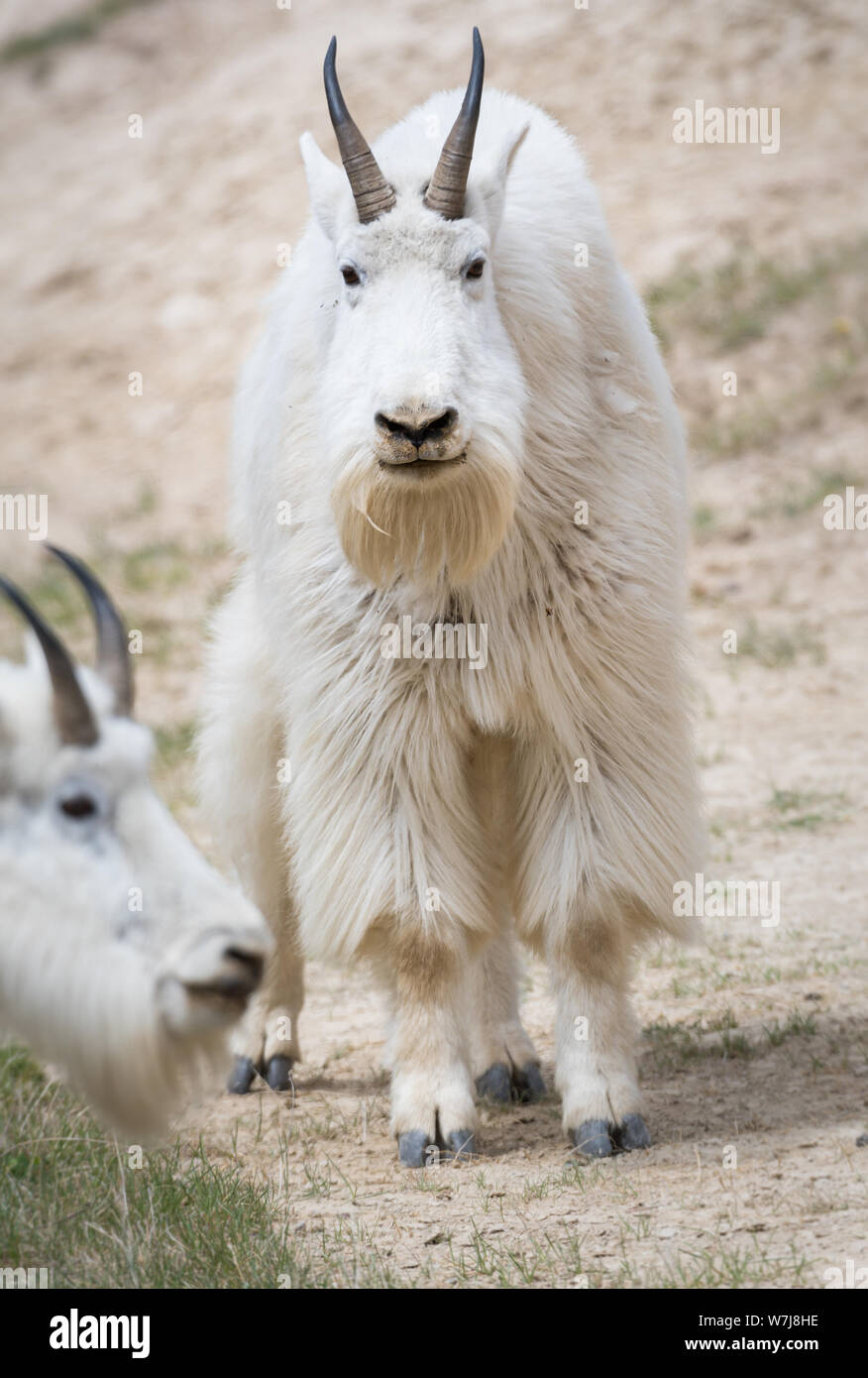 Mountain goat in the wild Stock Photo - Alamy