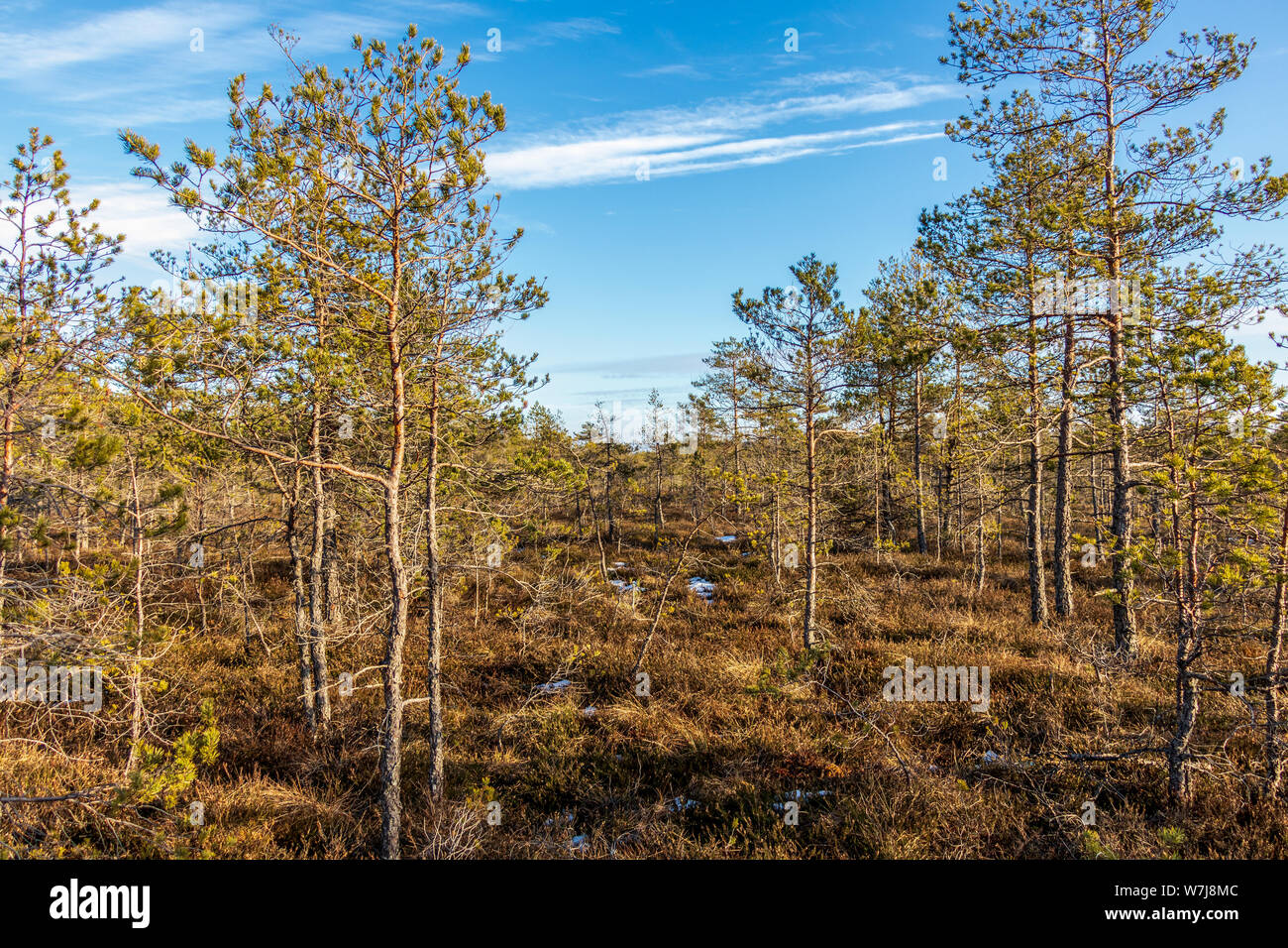 Kemeri national park, Latvia, Northern Europe: Scenic landscape of ...