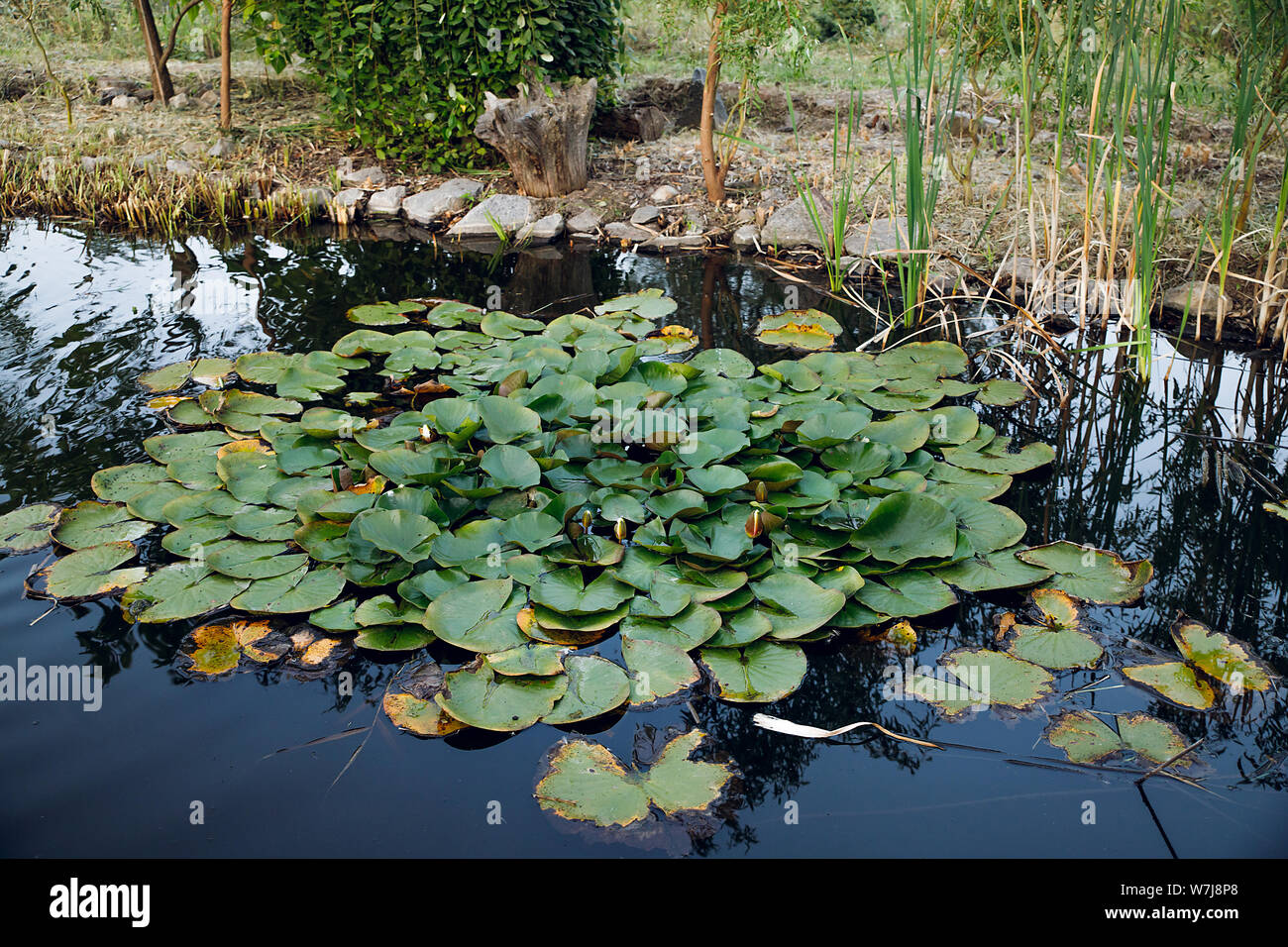 water lilies in the swamp Stock Photo - Alamy