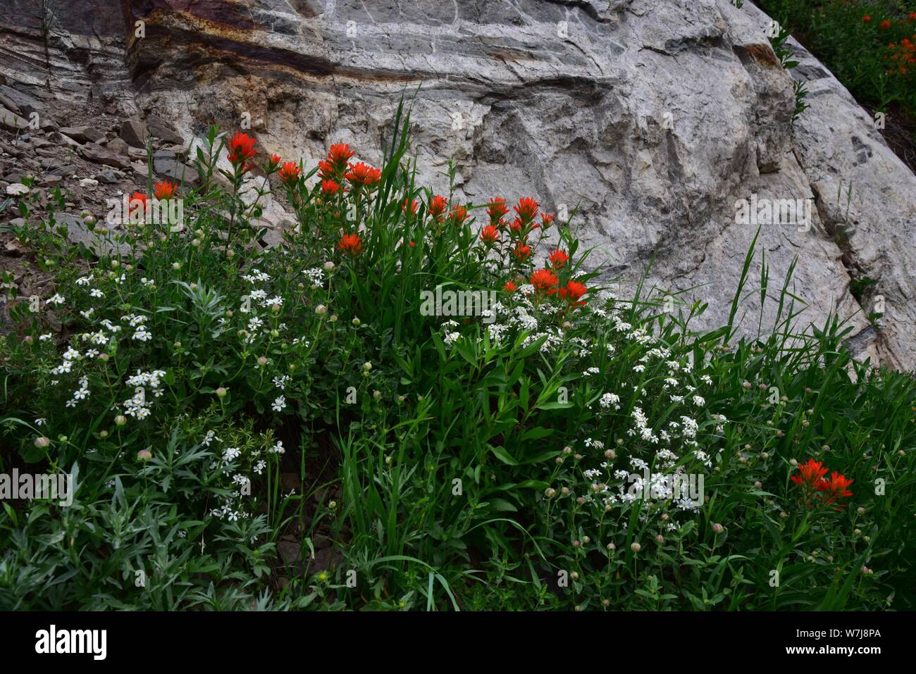 Hiking the albion basin hi-res stock photography and images - Alamy