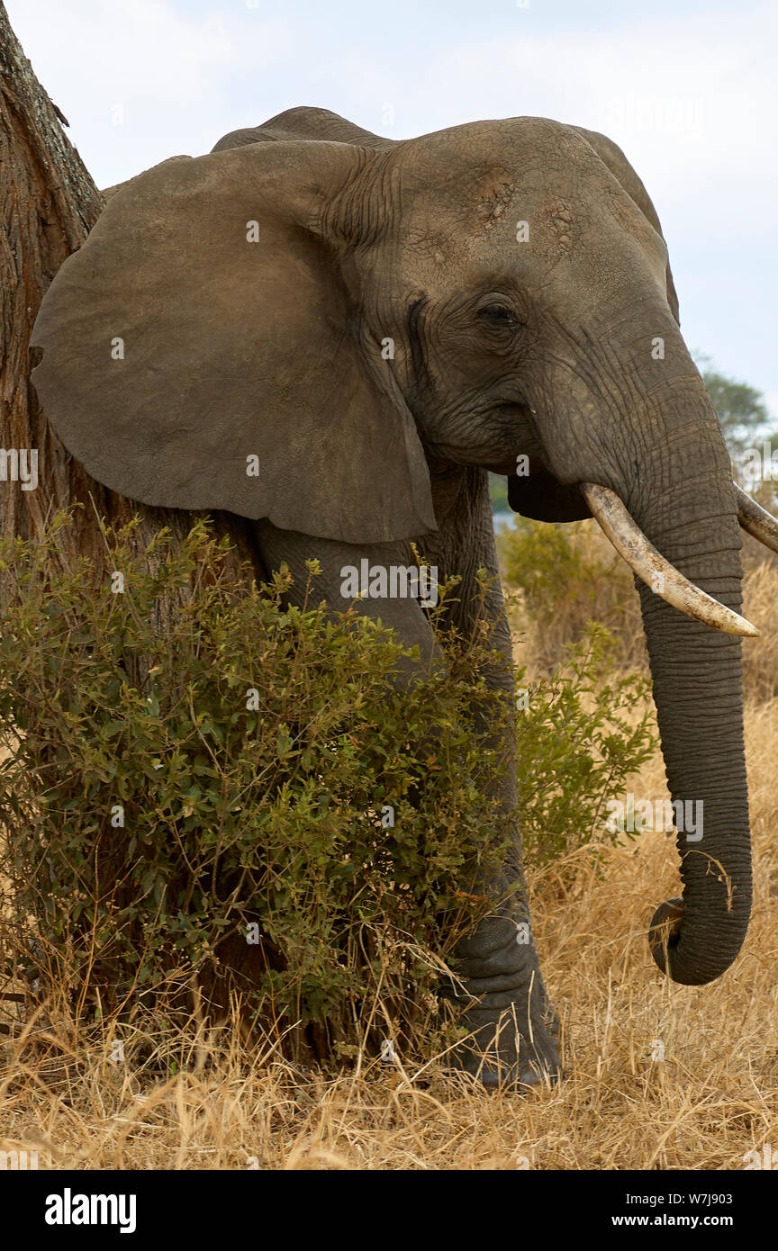 Elephant scrubbing its skin at a tree Stock Photo - Alamy