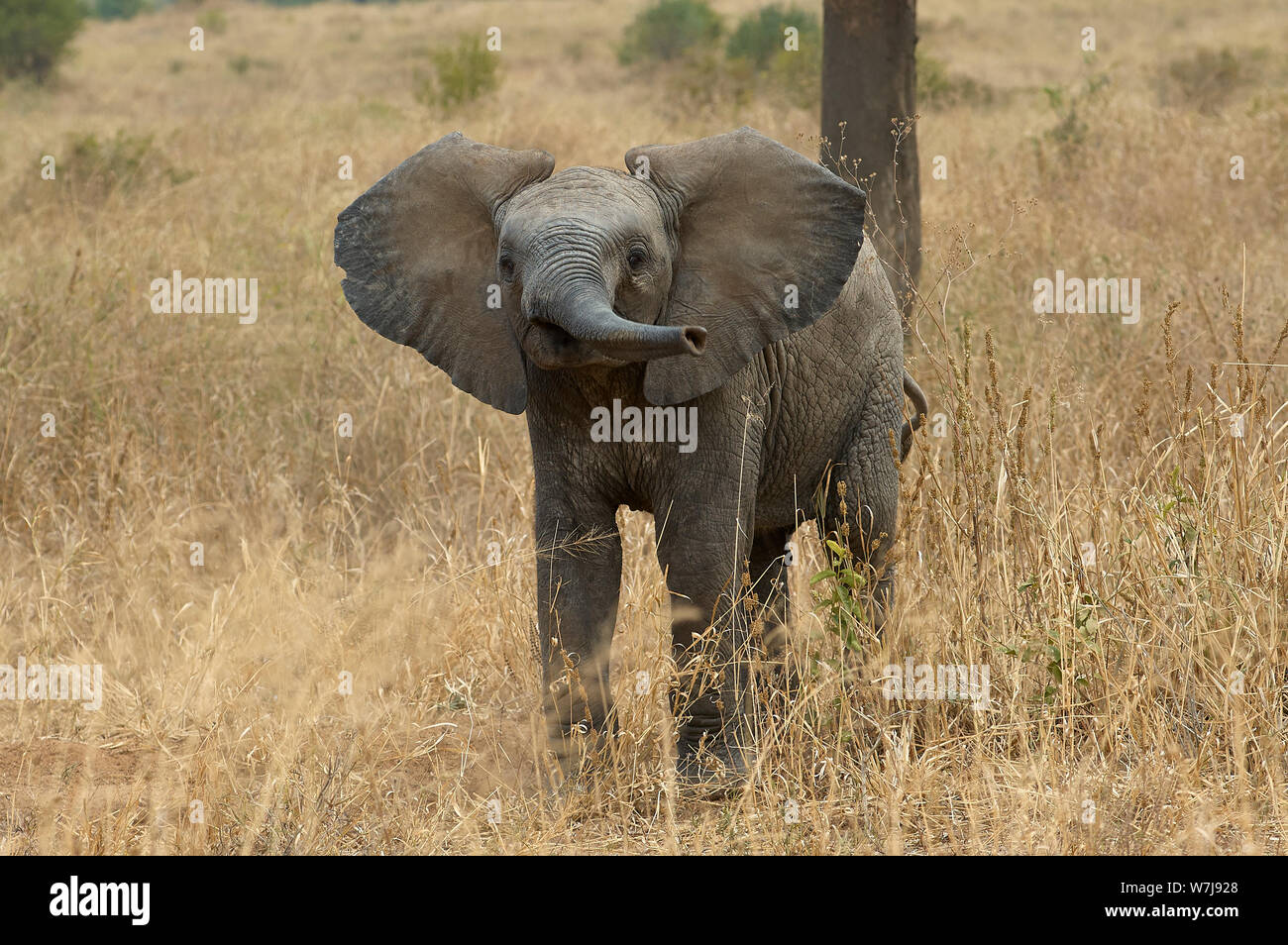 An elephant calf learns how to use its trunk Stock Photo - Alamy
