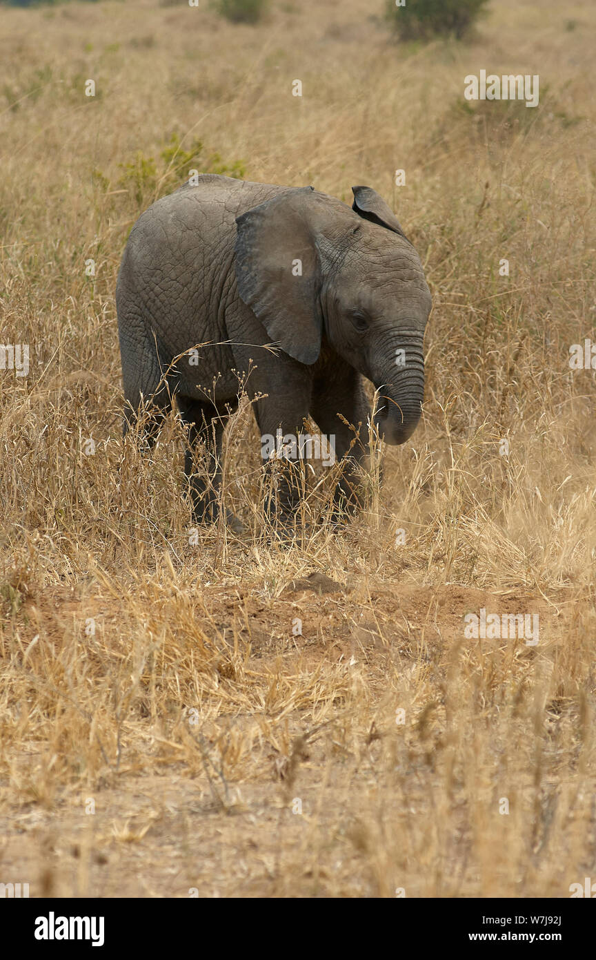 An elephant calf learns how to use its trunk Stock Photo - Alamy