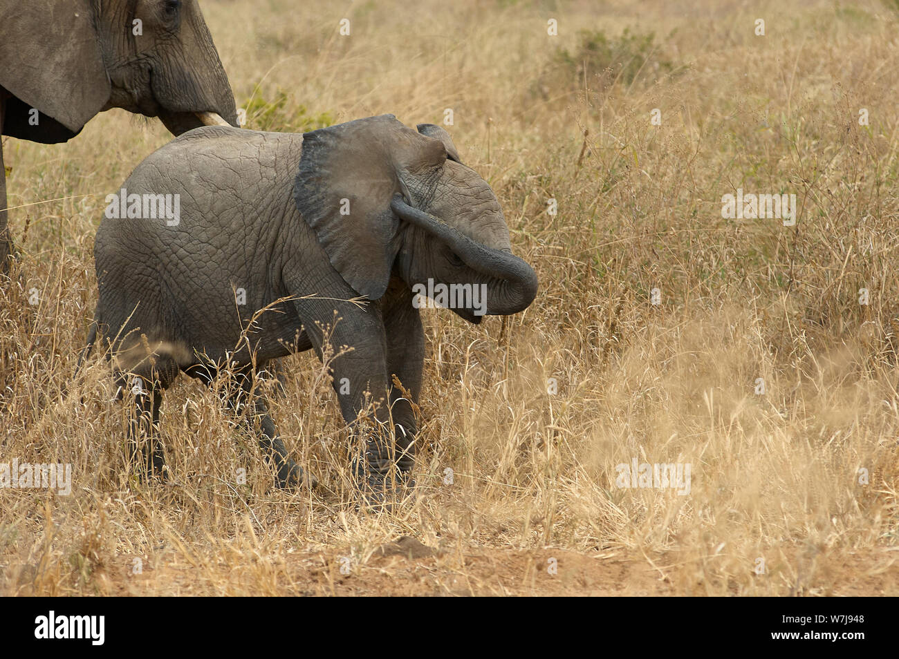 An elephant calf learns how to use its trunk Stock Photo - Alamy