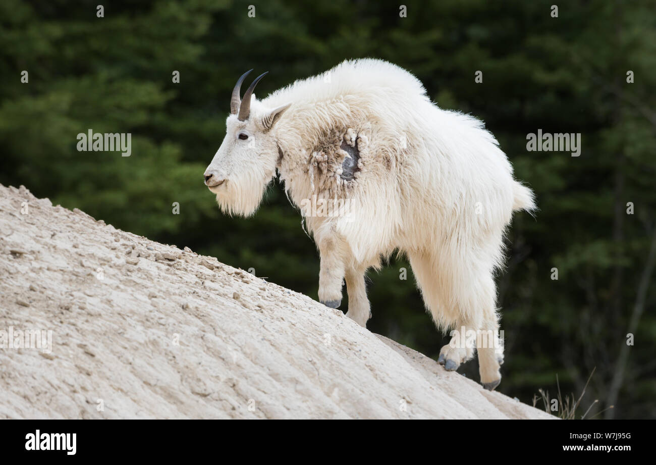 Mountain goat salt lick in hi-res stock photography and images - Alamy