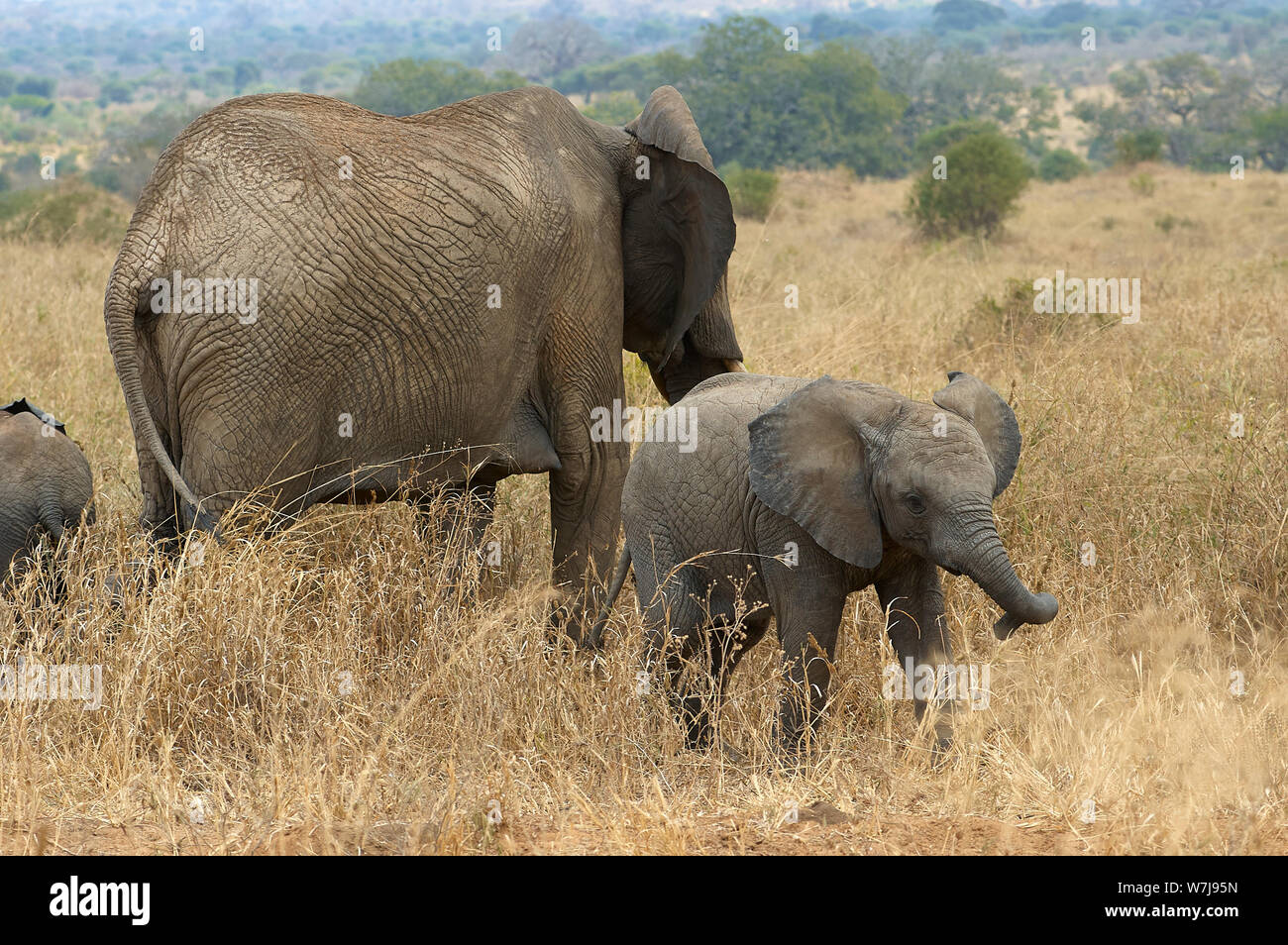 An elephant calf learns how to use its trunk Stock Photo - Alamy