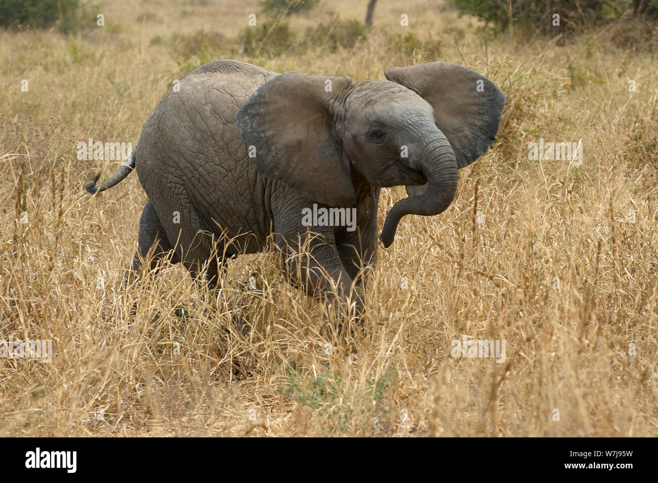 Elephant calf running after mom Stock Photo - Alamy