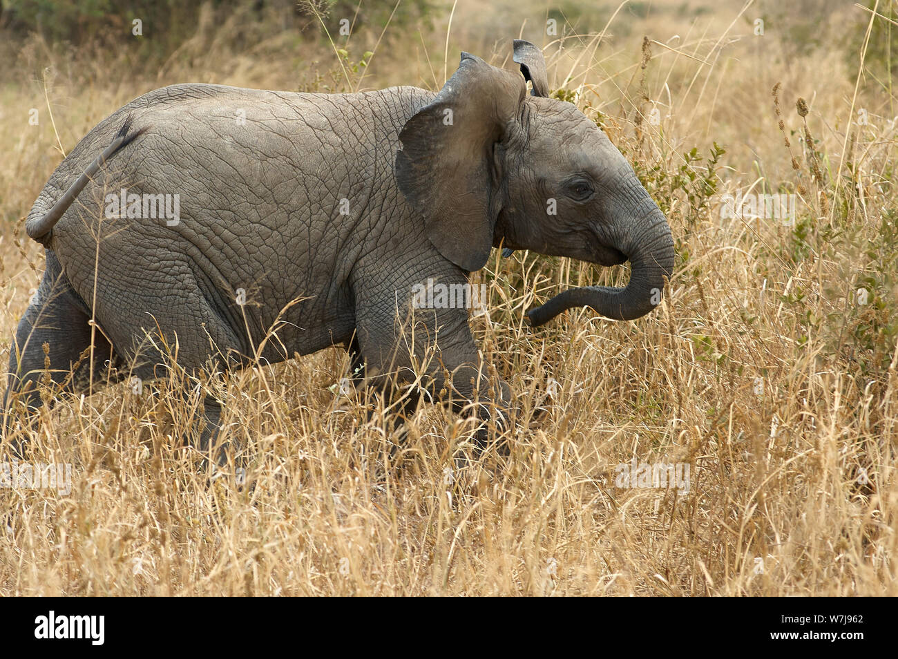 Elephant calf running after mom Stock Photo - Alamy