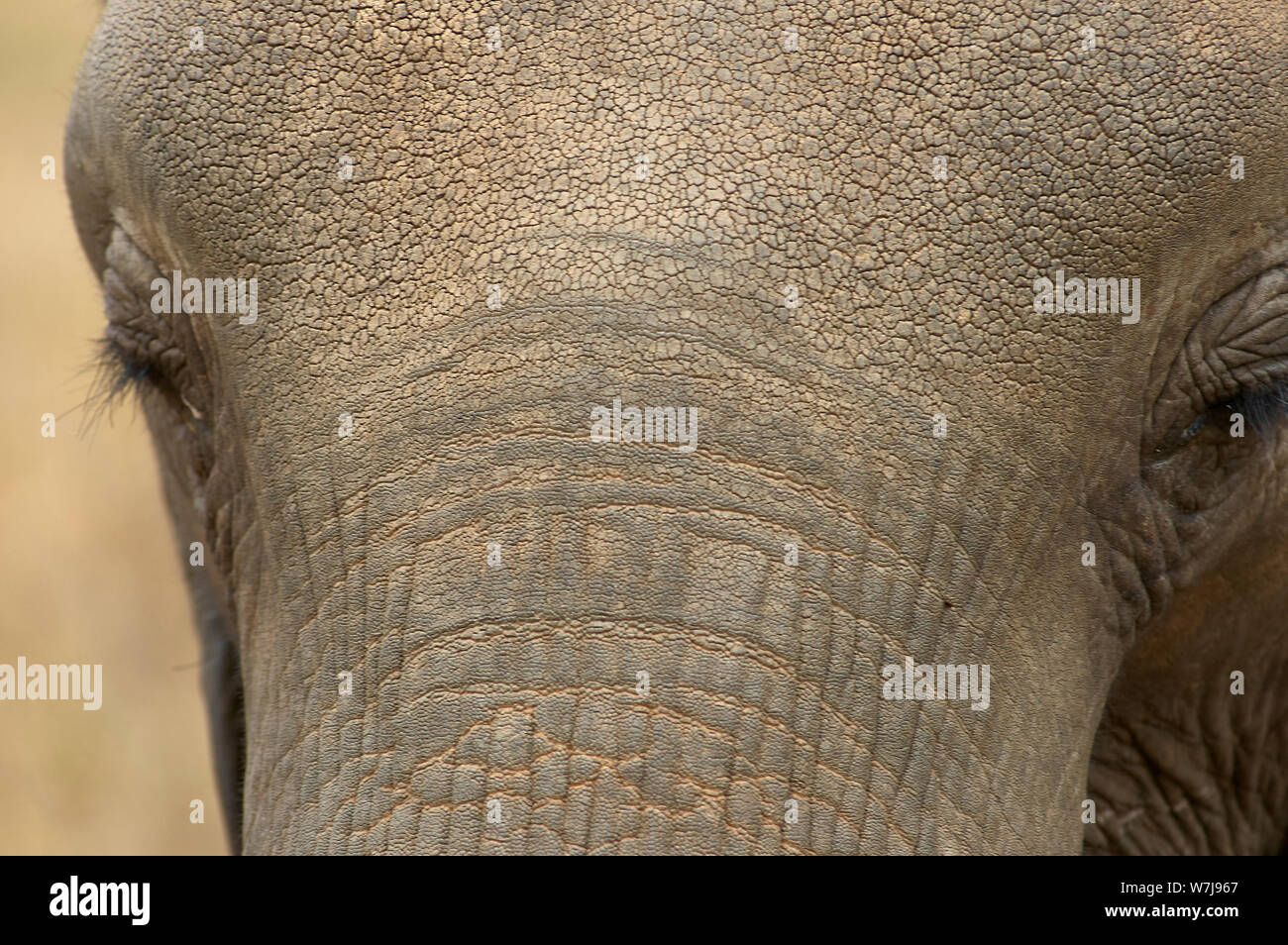 Skin details on a juvenile elephant forehead Stock Photo - Alamy