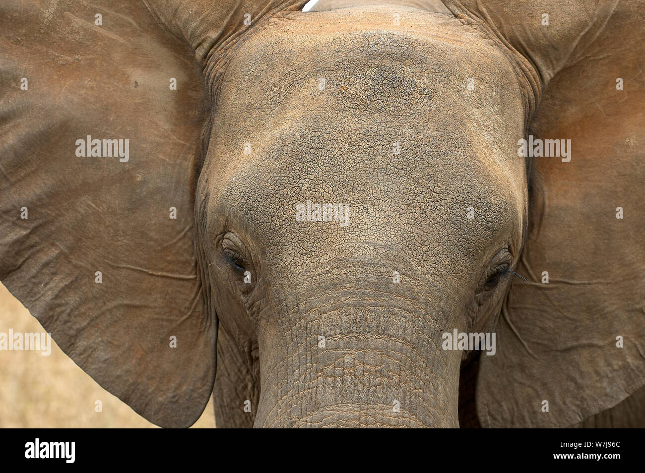 Skin of a elephant hi-res stock photography and images - Alamy
