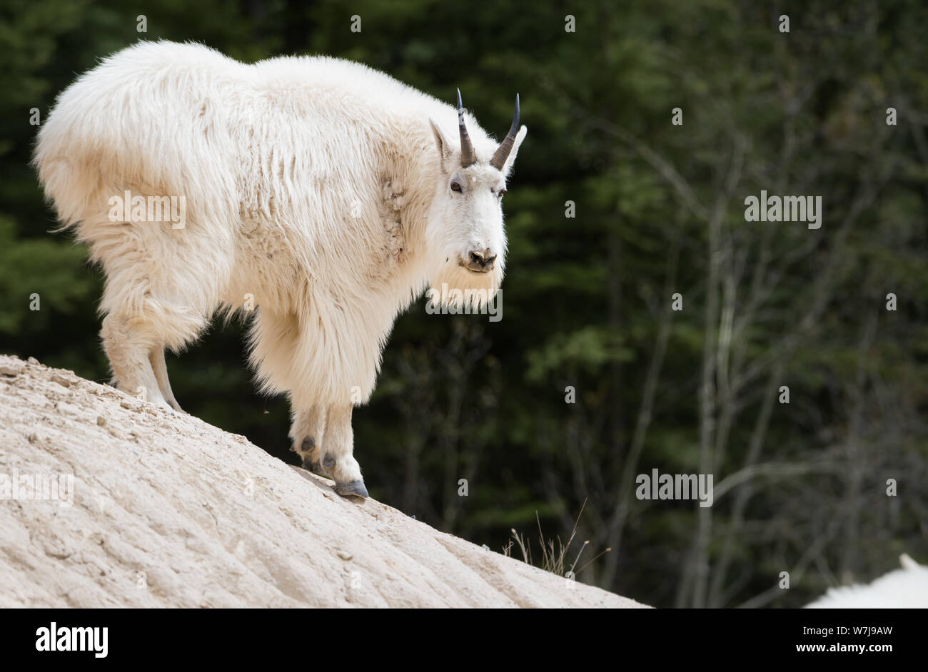 Mountain goat in the wild Stock Photo - Alamy