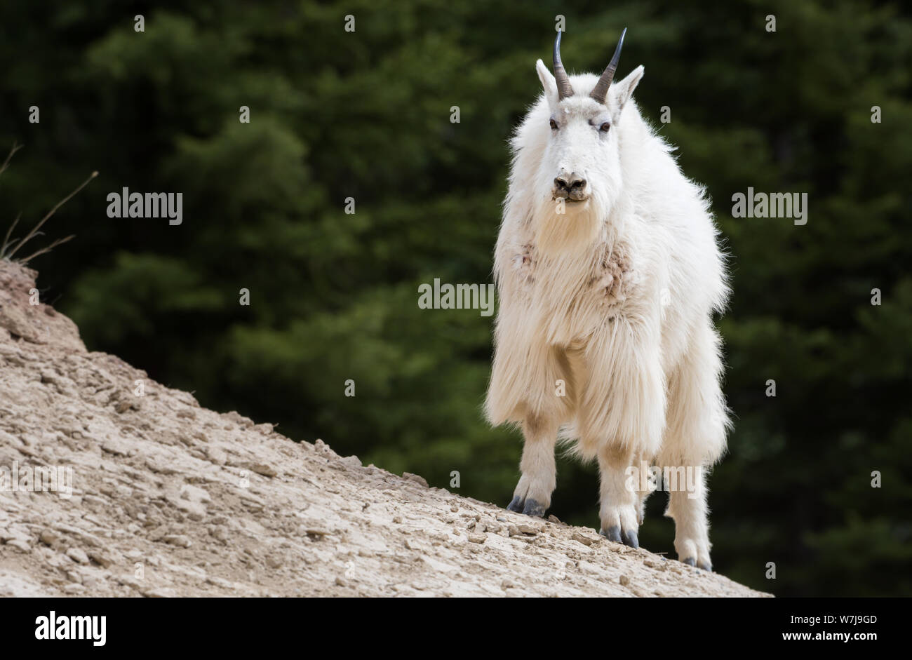 Mountain goat in the wild Stock Photo - Alamy
