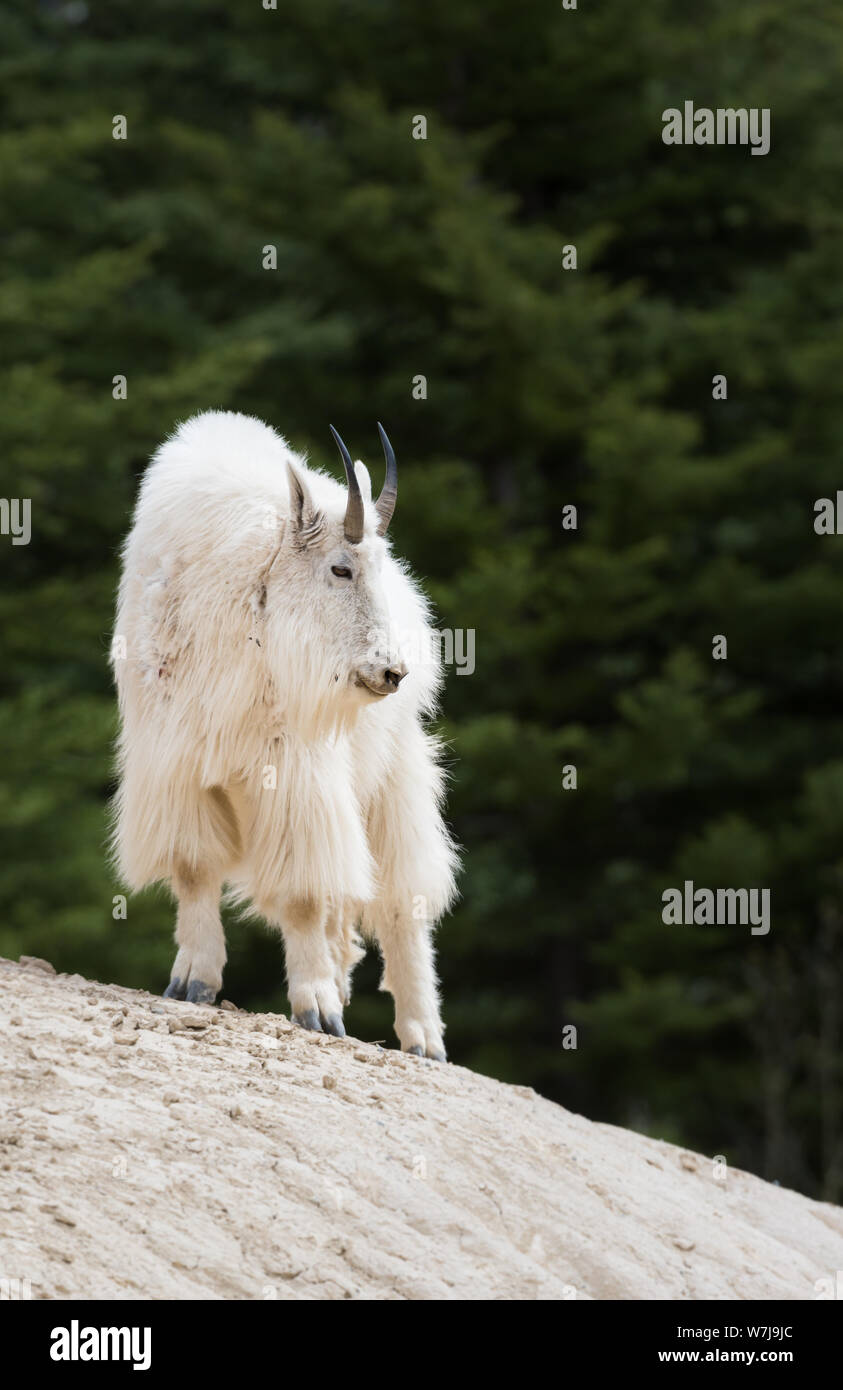 Mountain goat in the wild Stock Photo - Alamy