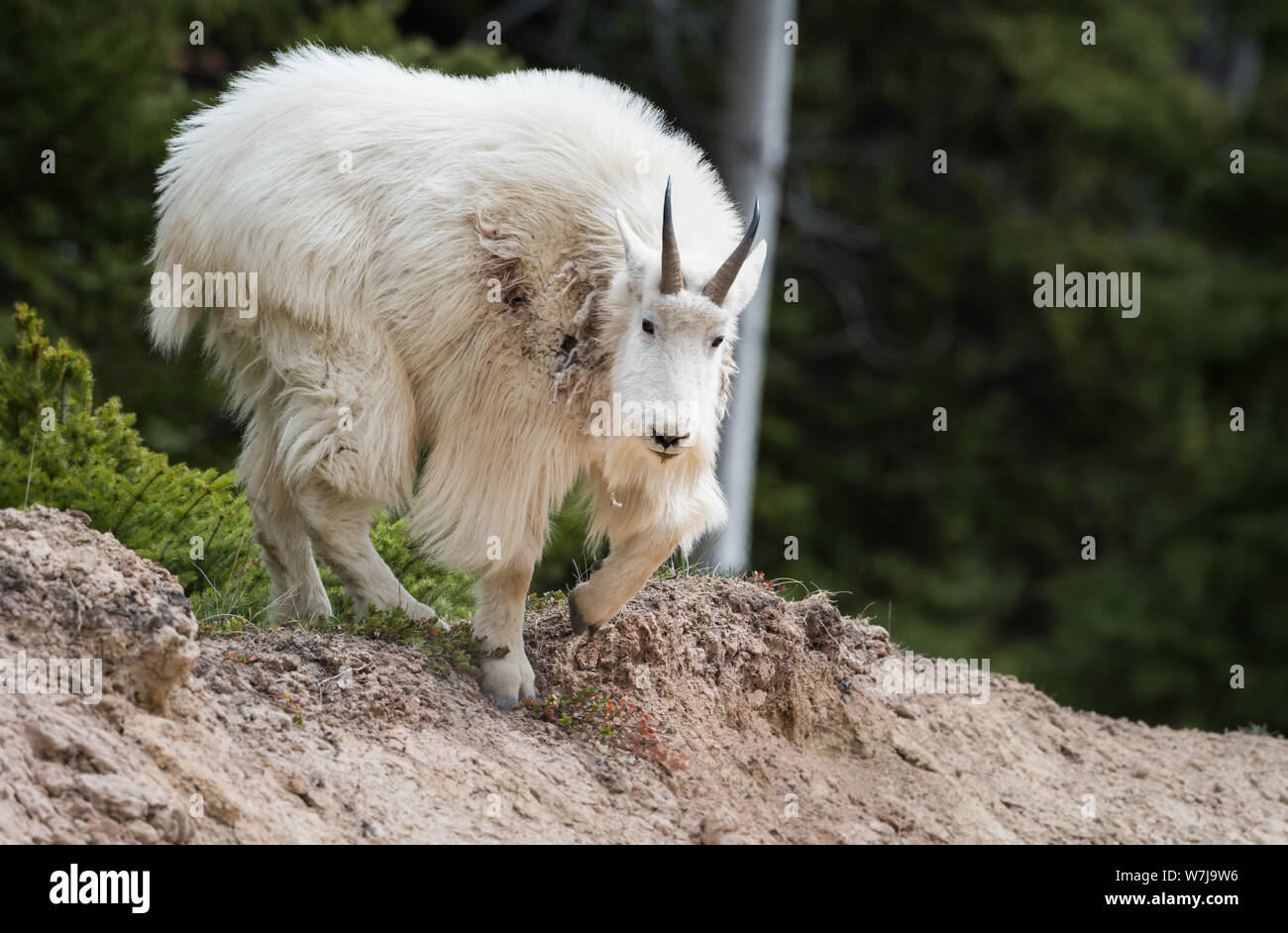 Mountain goat in the wild Stock Photo - Alamy