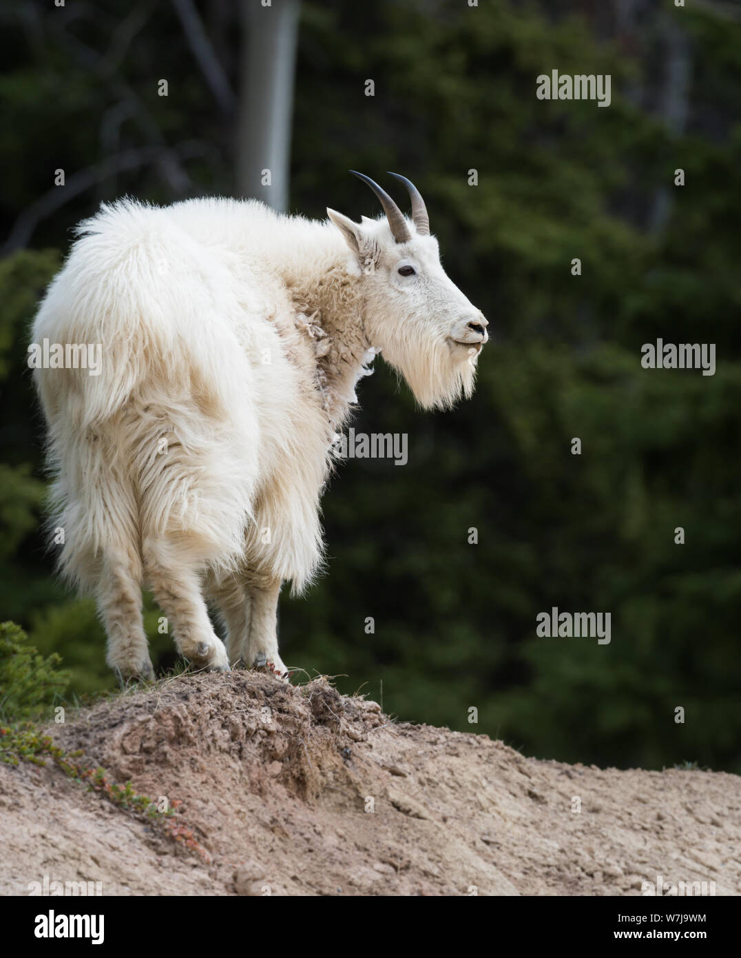 Mountain goat in the wild Stock Photo - Alamy